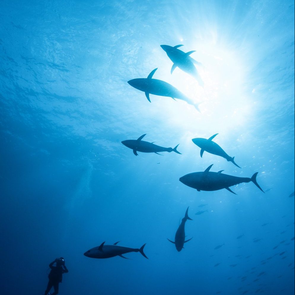 Learn About Tuna - IPNLF