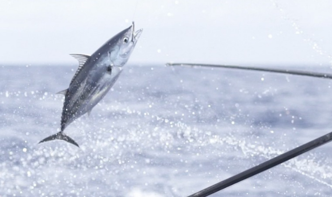 The Daily Life of a Sustainable Maldivian Tuna Fisher // Have You Ever ...