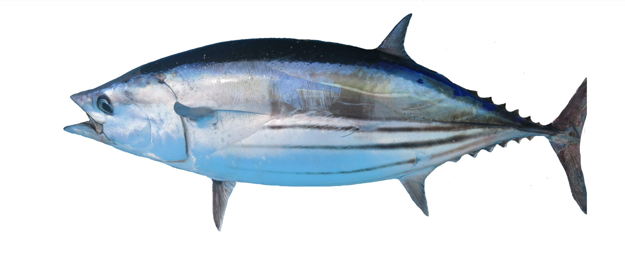 Learn About Tuna - IPNLF