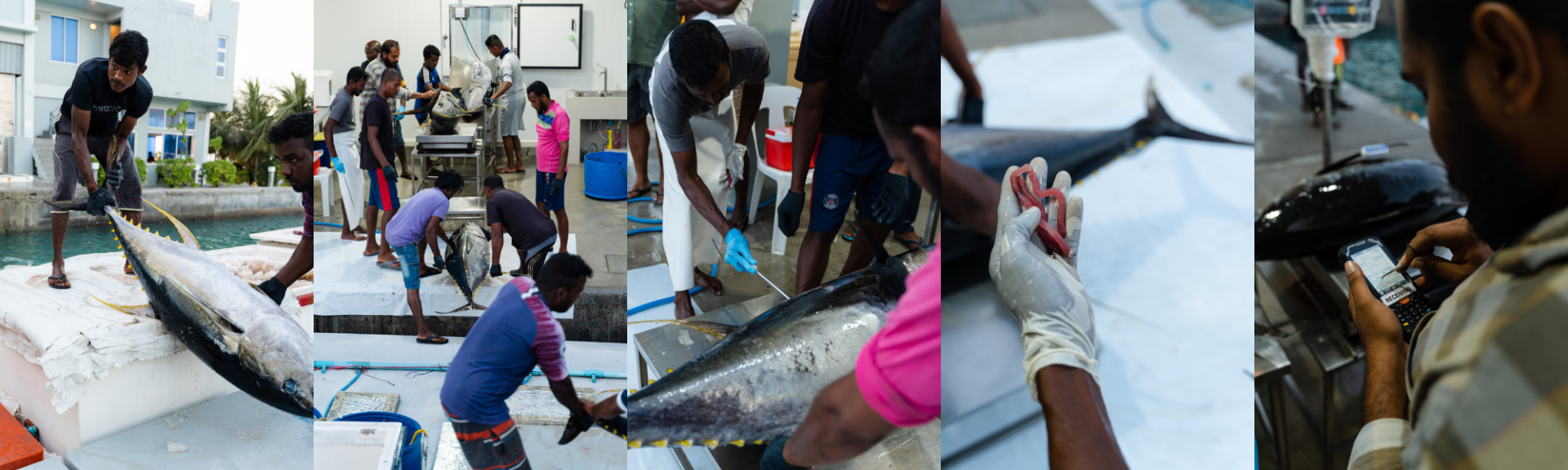 Maldives Tuna: An Icon in Food Production - IPNLF